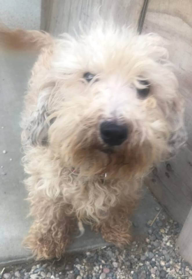 Ariba is a 5-7 year old spayed female Poodle - WAGS Pet Adoption