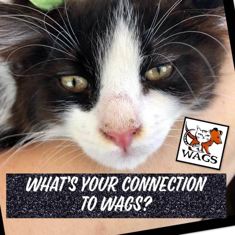 Why do you want to save WAGS? - Wags Pet Adoption