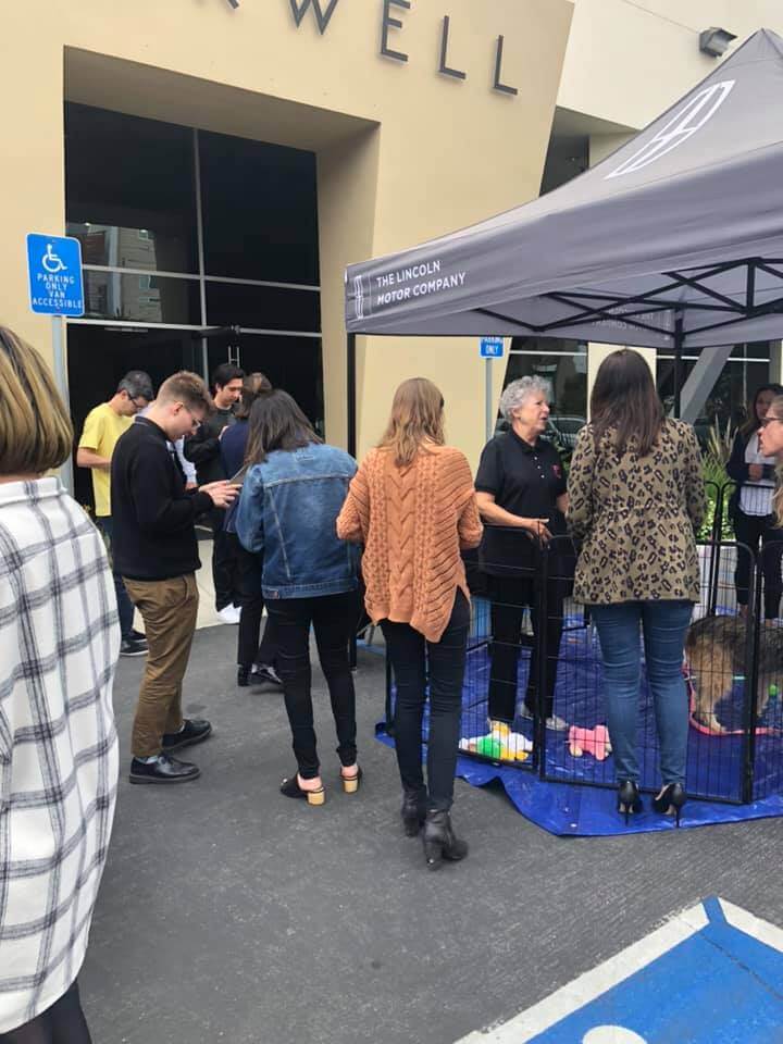 Pop-up wellness event with Lincoln Car - Wags Pet Adoption