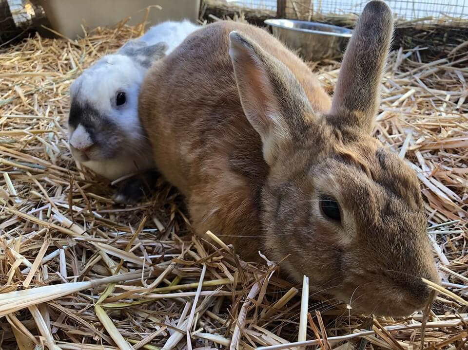 bunny to love? These bunnies are available for adoption - WAGS