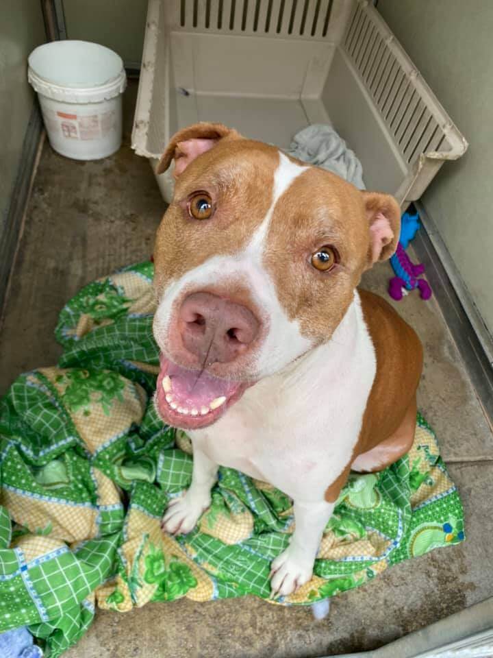 Get ready! - Wags Pet Adoption