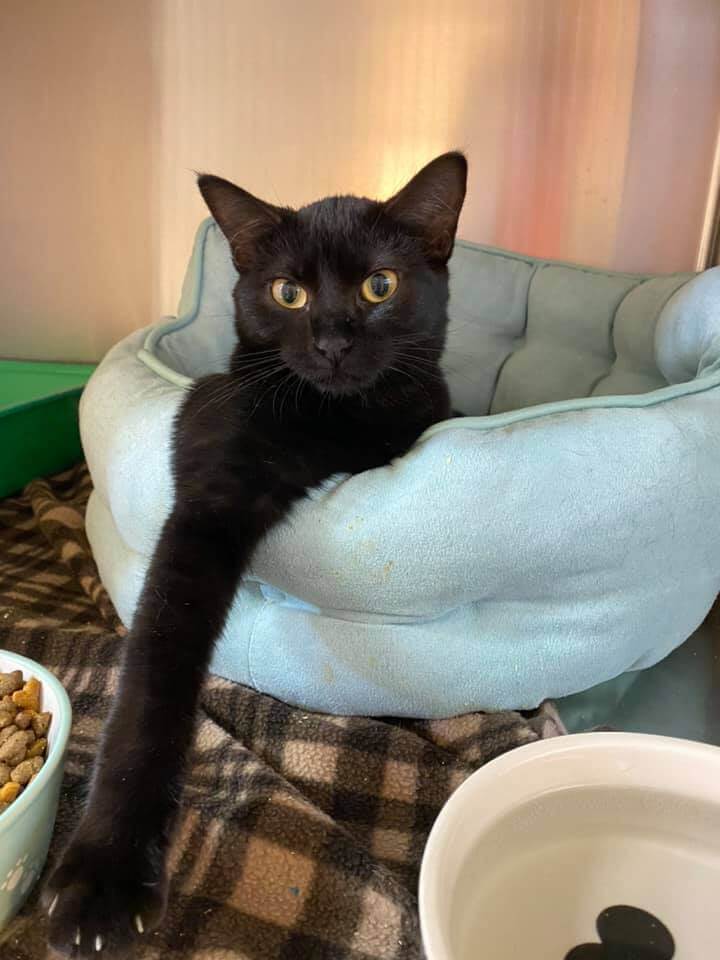 Talia & Toad are Manx kittens - Wags Pet Adoption